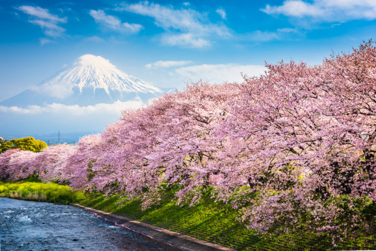 Japanische Kirschblüte: Alle Infos zu dem Naturspektakel + Kalender 2024