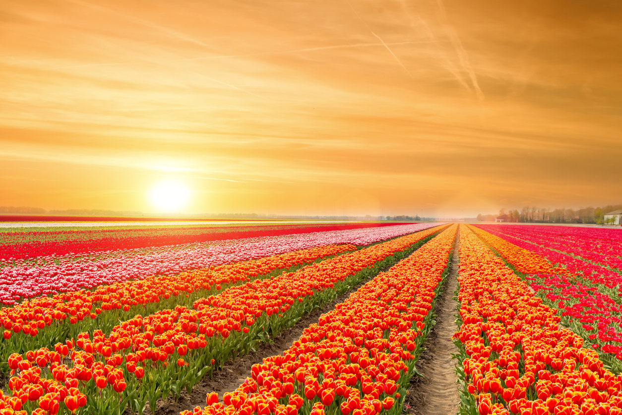 Tulpenblüte in Holland: 5 Hinweise zu top Orten und Reisezeit