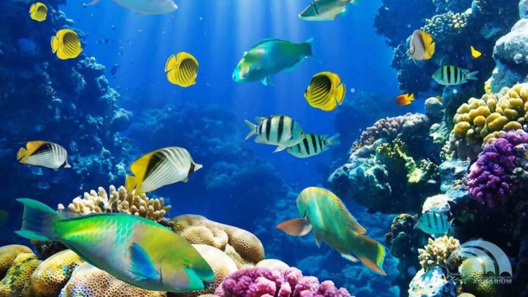 Hurghada Aquarium - Infos zu Tickets, Preisen, Öffnungszeiten