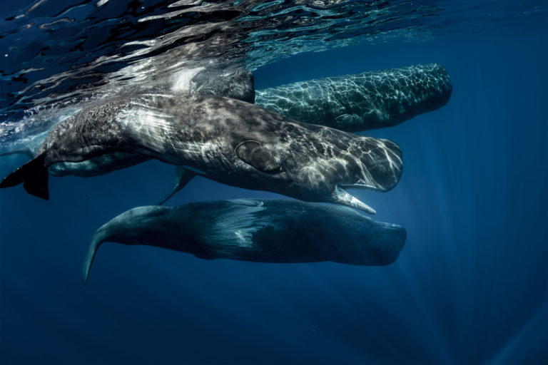 Whale Watching - Die besten Spots & Tipps 2025 (mit Touren & Karte)