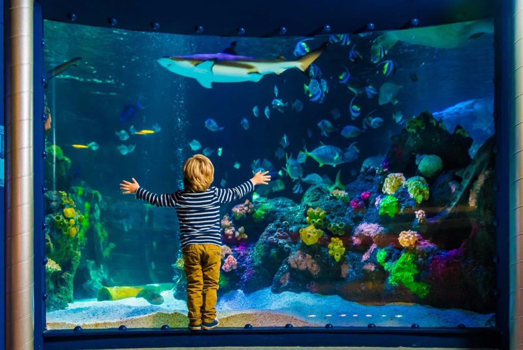 Sea Life - Preise, Tickets, Infos & Öffnungszeiten - 2025