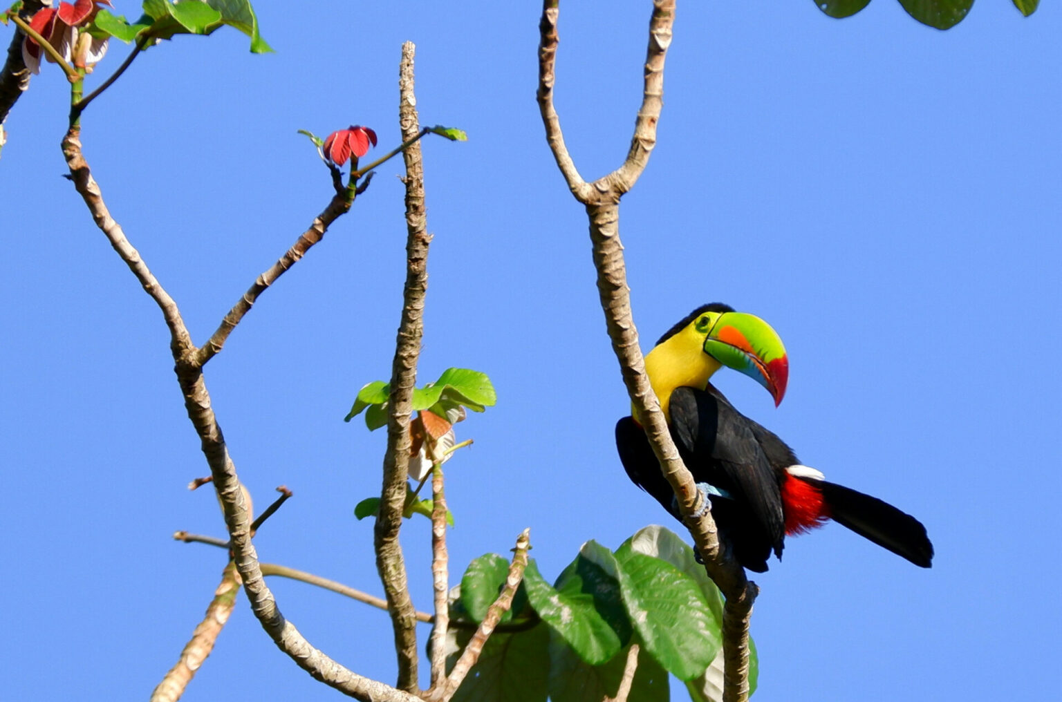 Panama Tipps: 10 Infos und Highlights zum Land am Panamakanal